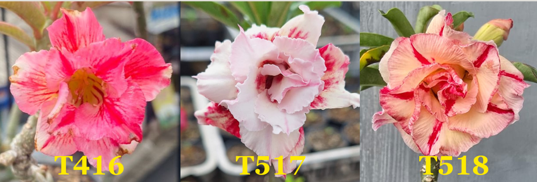 Original Bunga Tumpuk – ANISA ADENIUM NURSERY