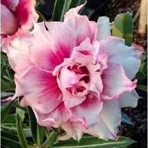 Roseita – ANISA ADENIUM NURSERY