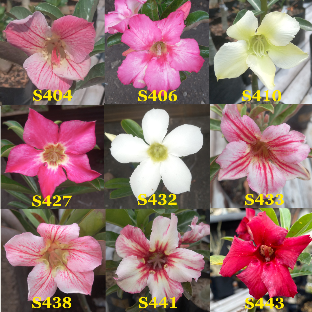 Tanaman Hias Adenium Original Bunga Singel Unik : Size A – ANISA ...